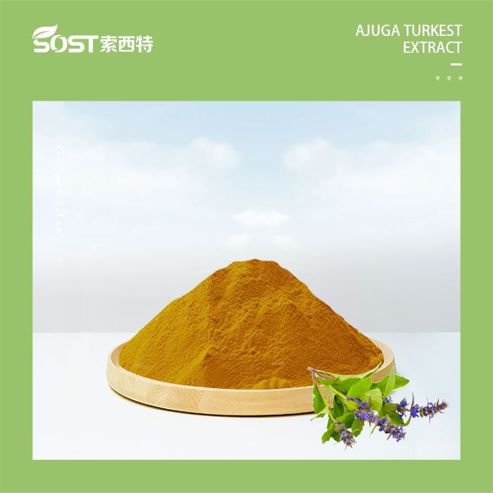 China Ajuga Turkest Extract Powder Manufacturers Suppliers Factory ...